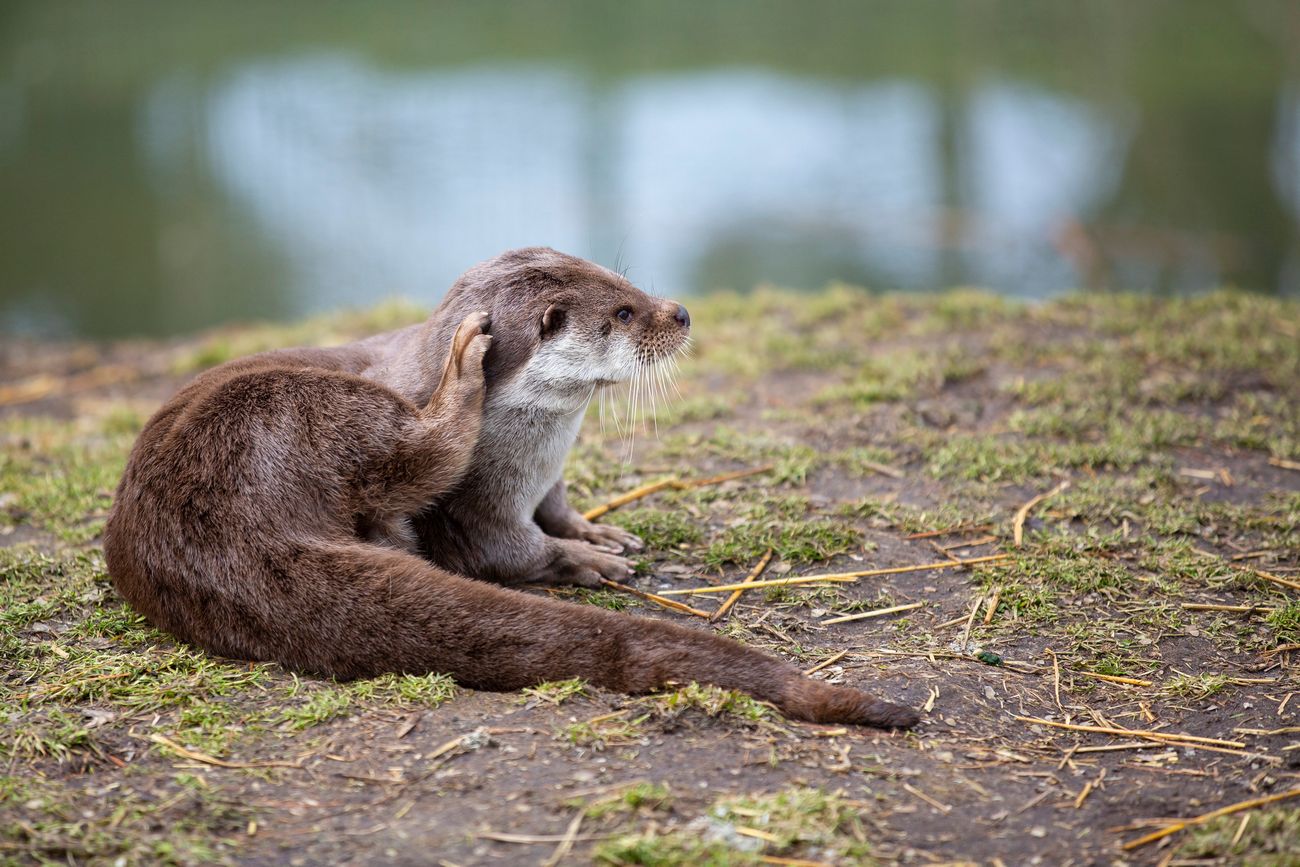 A nap fotója: Az európai vidra az év emlőse - Librarius.hu