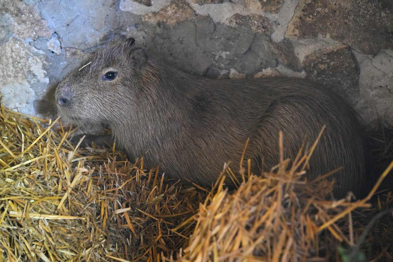 Így néz ki a Föld legnagyobb rágcsálója, a kapibara - Librarius.hu